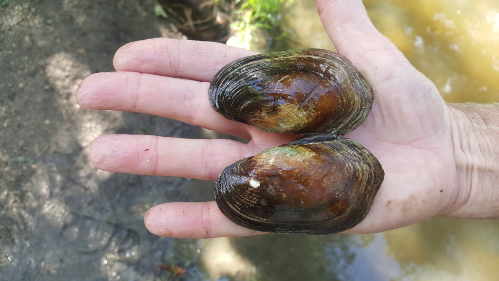 Fatmucket (Freshwater Mussels of the Milwaukee River Basin) · iNaturalist