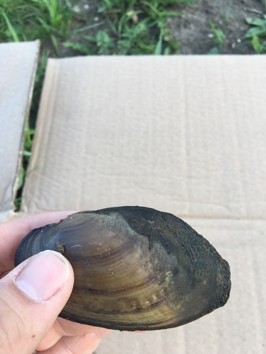 Fatmucket (Freshwater Mussels of the Milwaukee River Basin) · iNaturalist