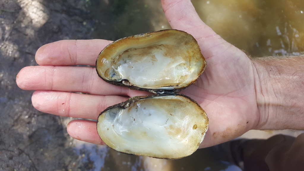 Fatmucket (Freshwater Mussels of the Milwaukee River Basin) · iNaturalist