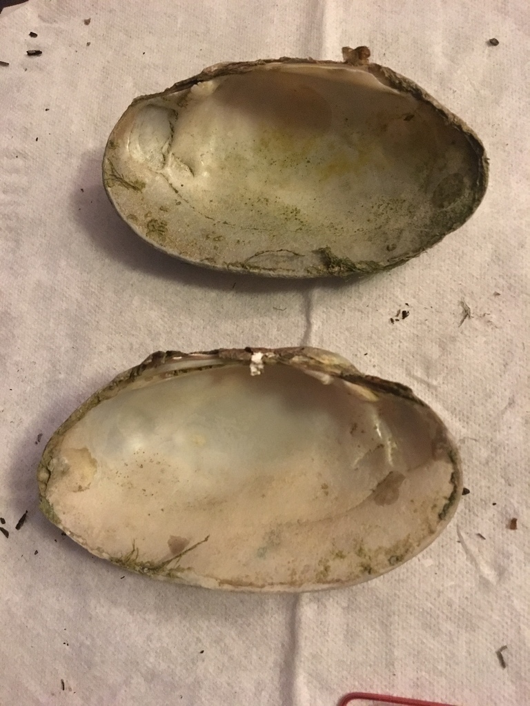 Fatmucket (Freshwater Mussels of the Milwaukee River Basin) · iNaturalist