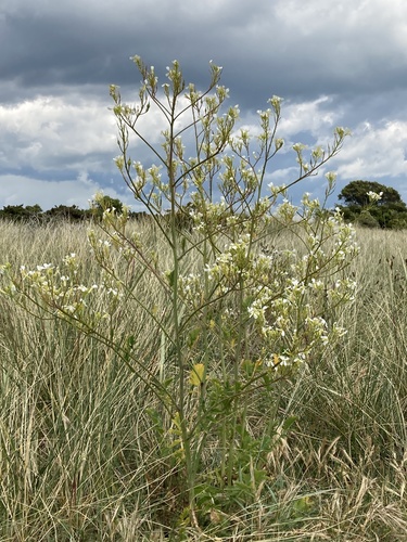 Photo 202660809, (c) Anthony Jefferies, all rights reserved, uploaded ...