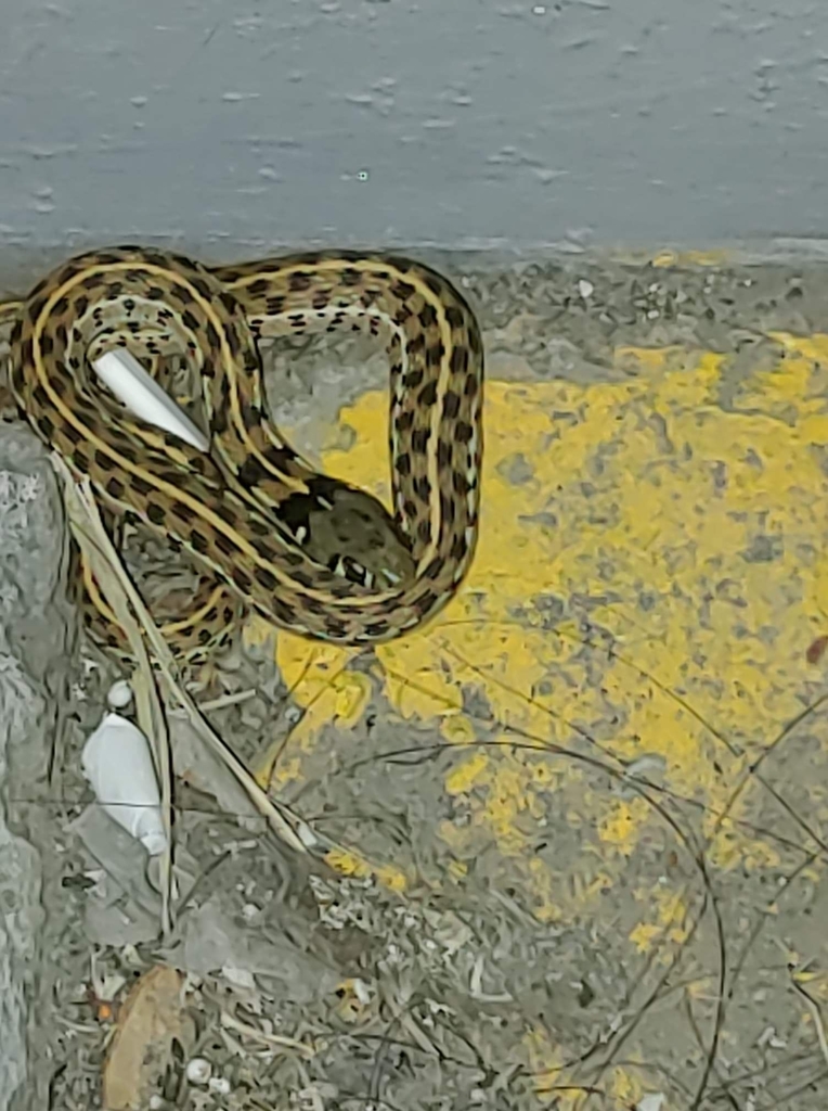 Checkered Garter Snake in June 2022 by Esmeralda Conde · iNaturalist