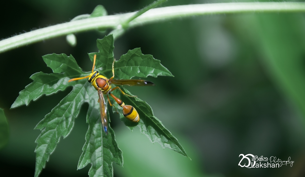 Delta esuriens esuriens from Mulleriyawa South on October 14, 2021 at ...
