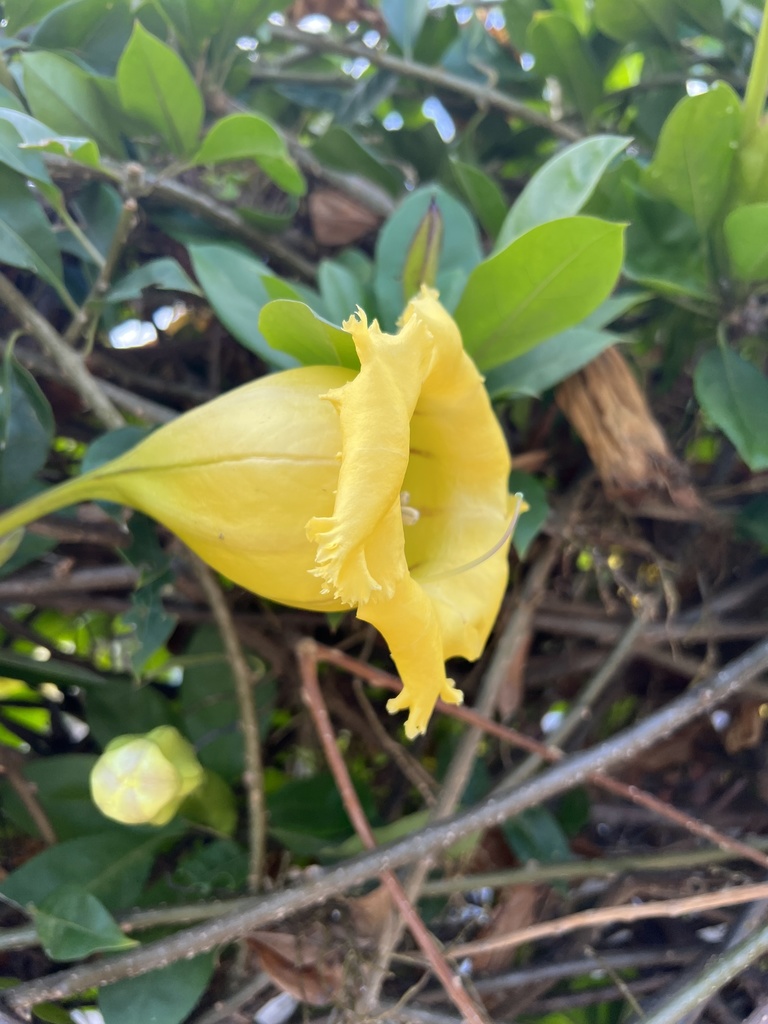 Solandra longiflora from Parque Nacional Galápagos, San Cristobal ...