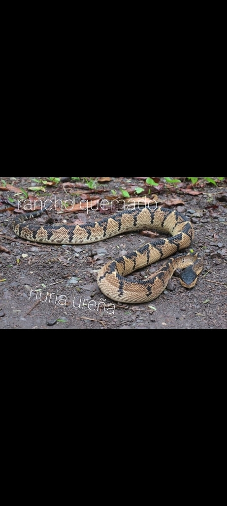 Black-headed Bushmaster from Provincia de Puntarenas, Rancho Quemado ...