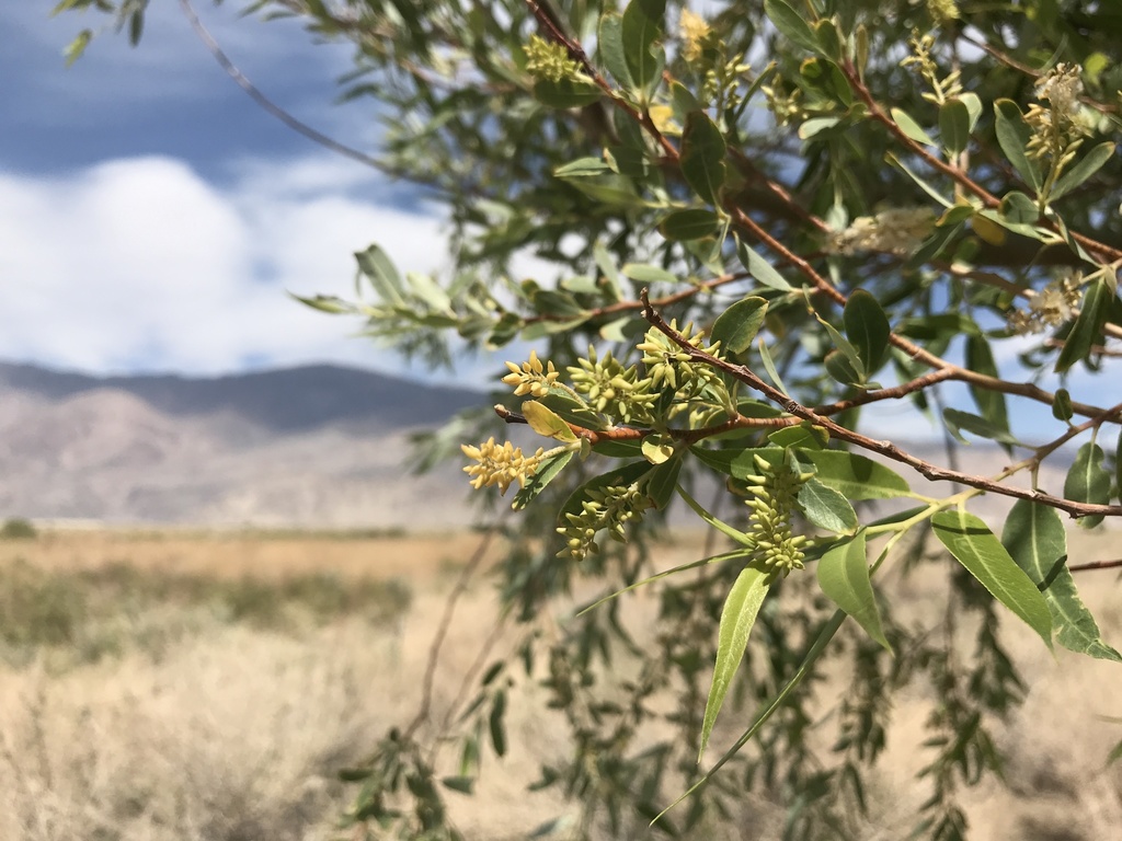 red willow from Lone Pine Airport, Lone Pine, CA, US on June 02, 2022 ...