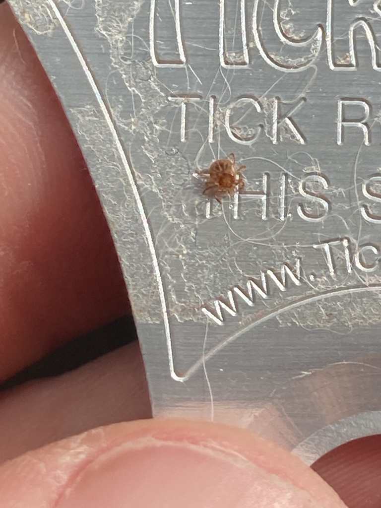 Lone Star Tick from Towne Ln, Charlottesville, VA, US on June 2, 2022 ...
