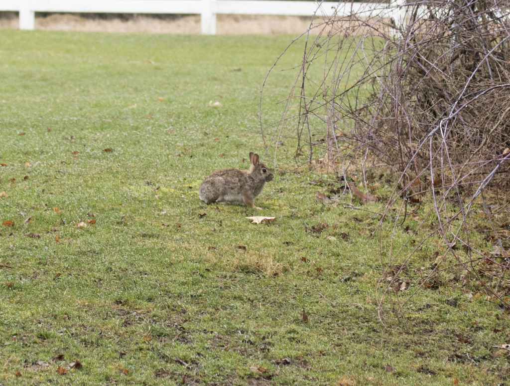 Eastern Cottontail from Kalamazoo County, MI, USA on April 08, 2022 at ...
