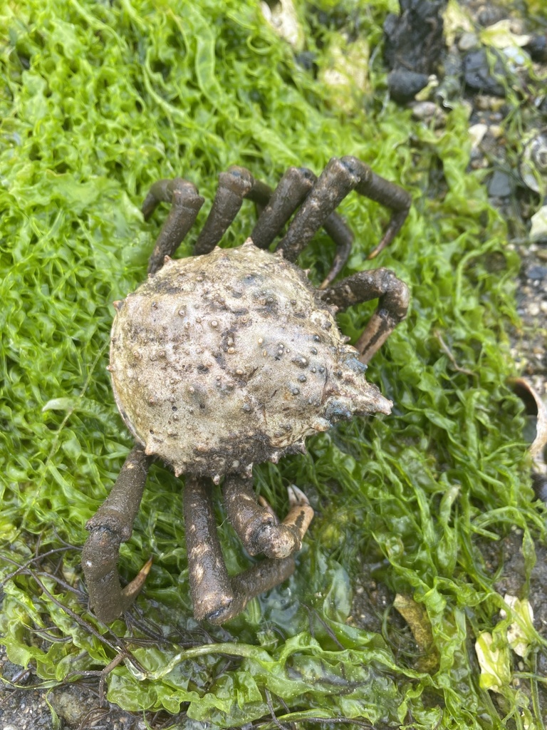 Portly Spider Crab from Spadina Ave, Warwick, RI, US on June 02, 2022 ...