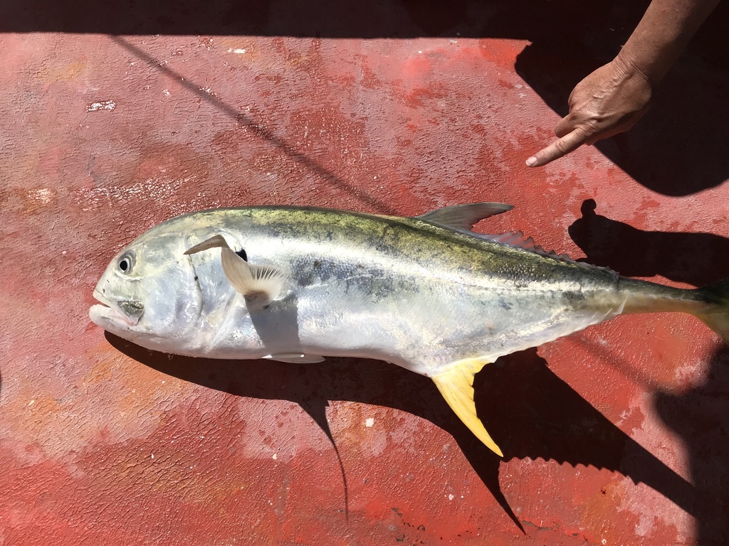 Atlantic Crevalle Jack from Gulf of Mexico, , , MX on June 10, 2018 at ...