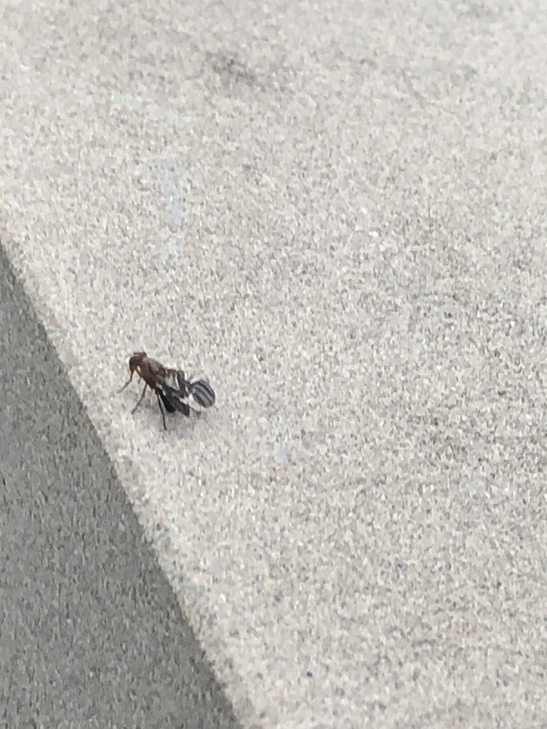 Common Picture-winged Fly from Geary St, Philadelphia, PA, US on June ...