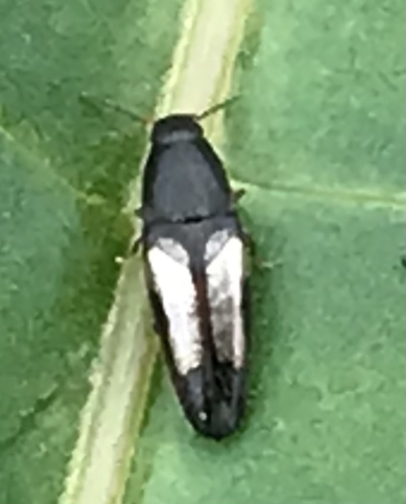 Drapetes plagiatus from Solidaridad, QROO, MX on June 2, 2022 at 01:16 ...