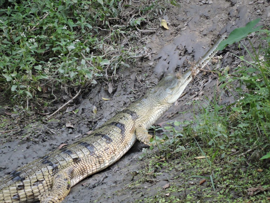 Gharial in March 2015 by Rintu Mandal · iNaturalist