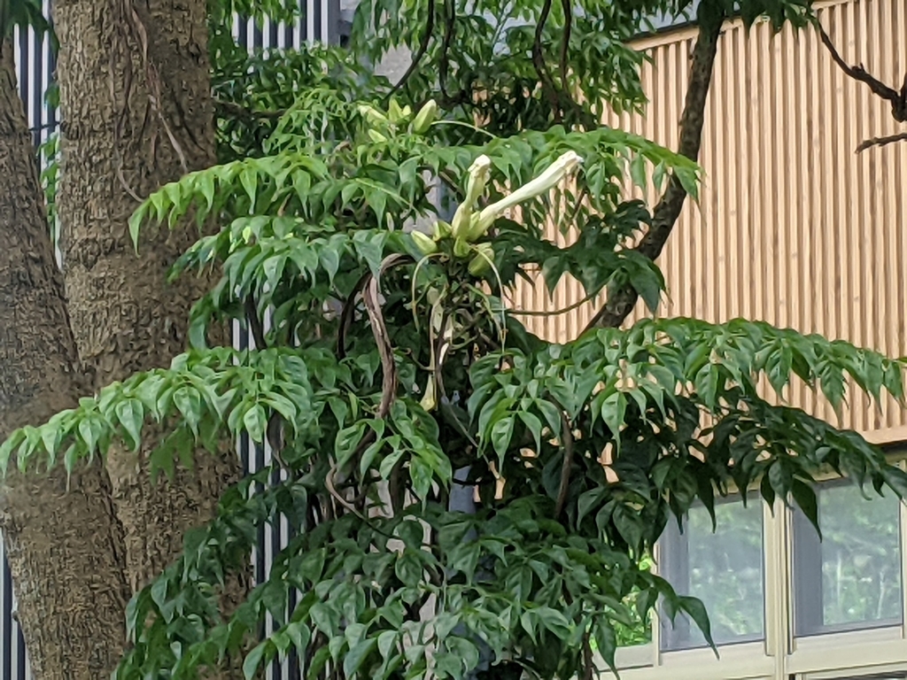 Emerald Tree from Unnamed Rd, 東勢區台中市台灣 423 on June 03, 2022 at 04:24 PM ...