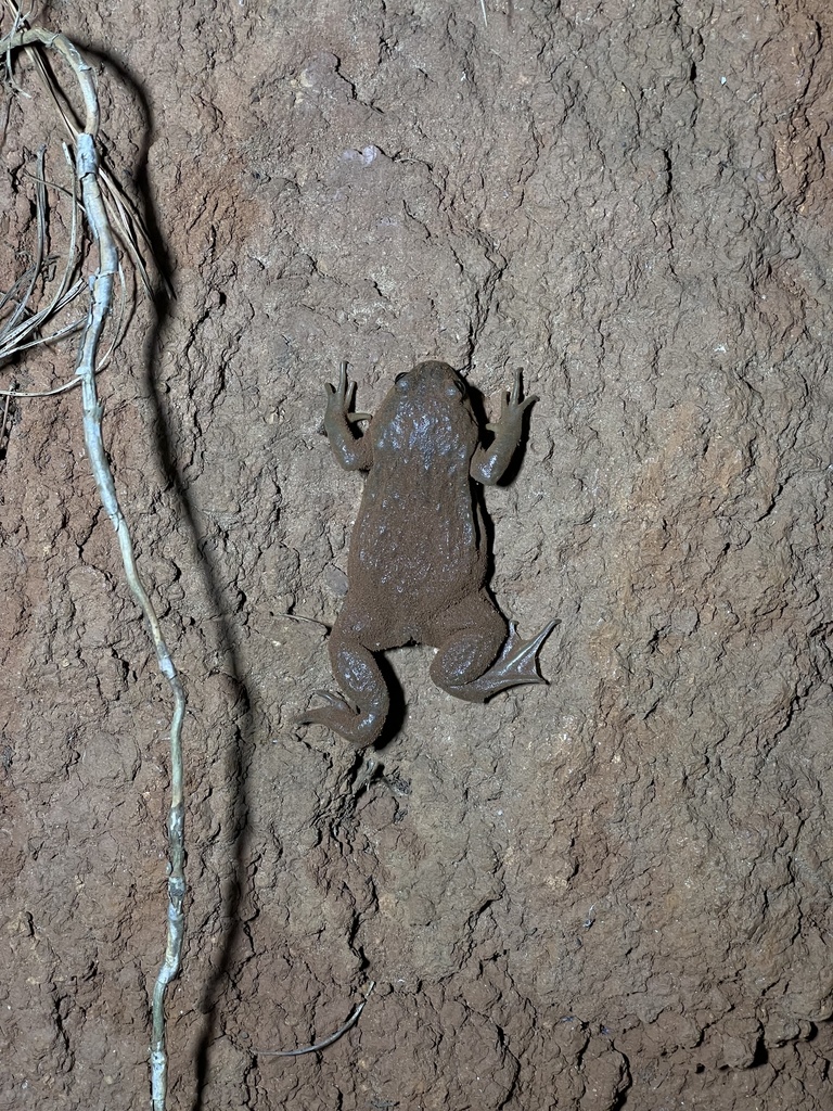 Verrucous Digging Frog from 官渡区, 昆明市, 云南省, CN on June 3, 2022 at 12:03 ...