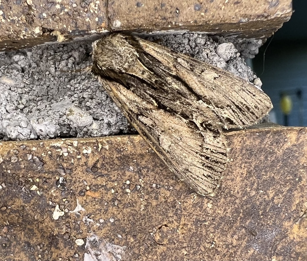 Common Hyppa Moth from Red Oak Dr, Plover, WI, US on June 3, 2022 at 06 ...