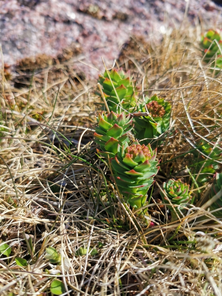 Roseroot from Мурманская обл., Россия, 184630 on June 02, 2022 at 02:15 ...