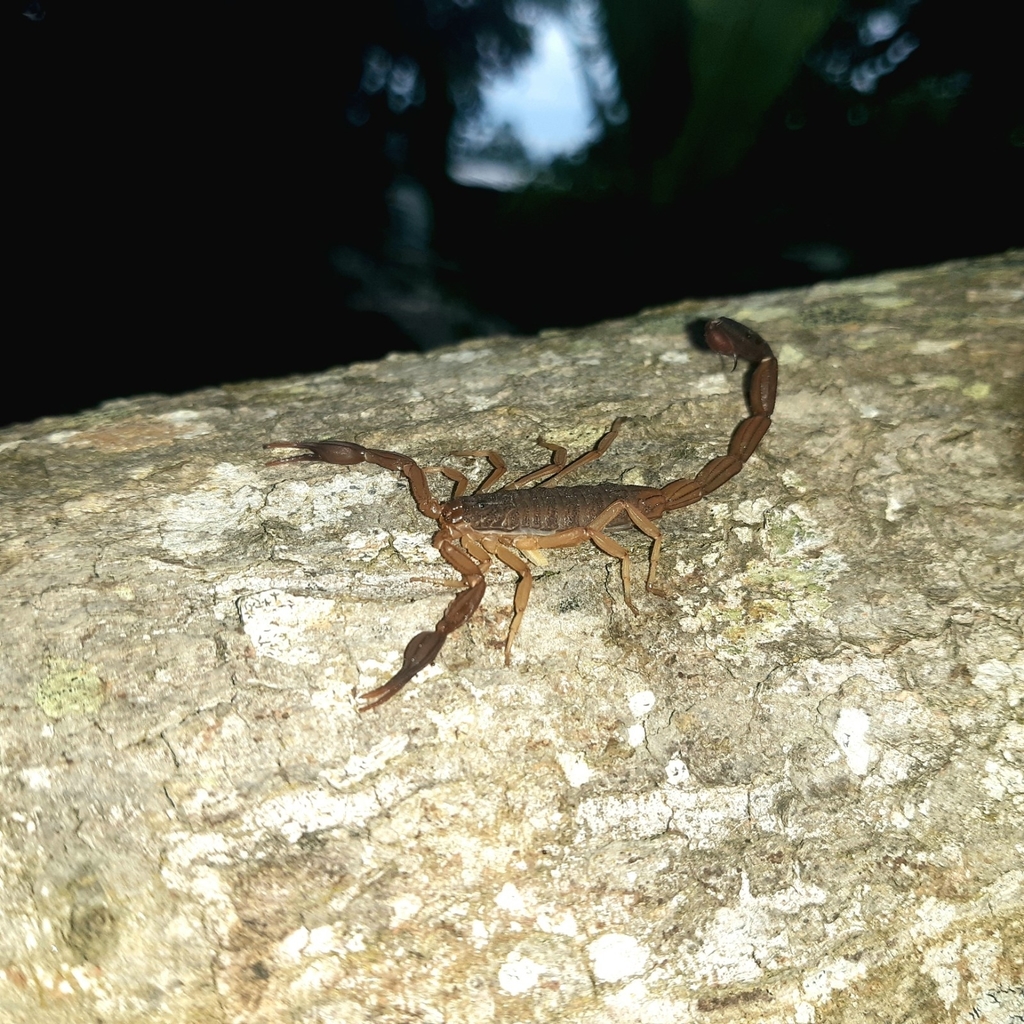Centruroides granosus from Las Guías Oriente, Río Hato, Panamá on June ...
