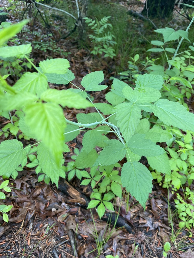 red raspberry from Barnegat, NJ, US on June 03, 2022 at 09:16 AM by Ben ...