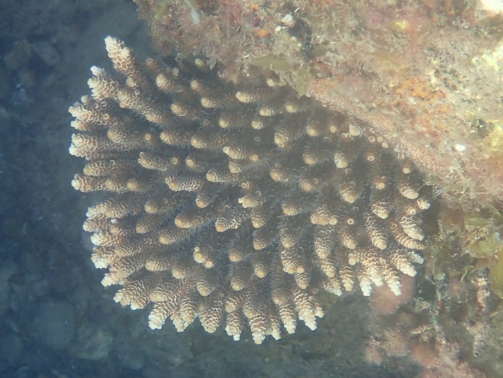 Acropora millepora in June 2022 by Rachelle Brown · iNaturalist