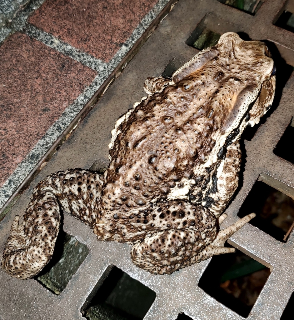 Eastern-Japanese Common Toad in June 2022 by Aki · iNaturalist