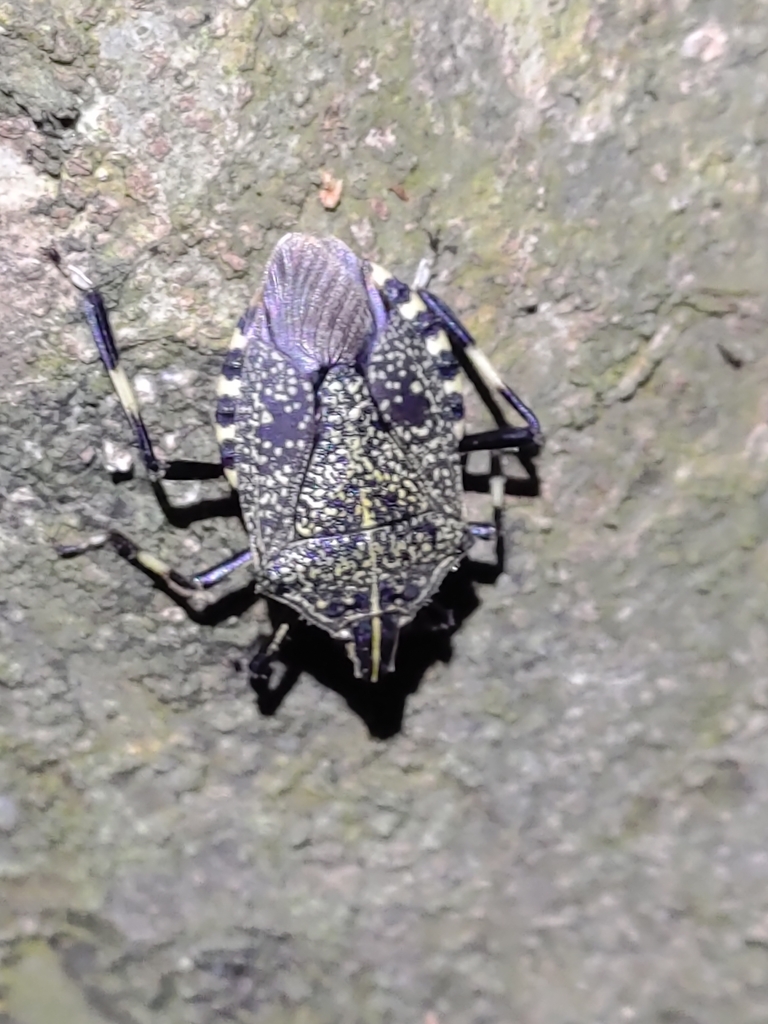 Yellow-spotted Stink Bug from Yulin, TW-TA, TW on June 03, 2022 at 09: ...