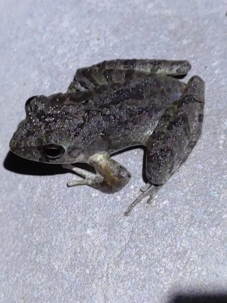 Yaeyama Kajika Frog from Yulin, TW-TA, TW on June 03, 2022 at 09:54 PM ...
