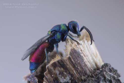 splendidula species group (Complex Splendidula group) · iNaturalist United Kingdom