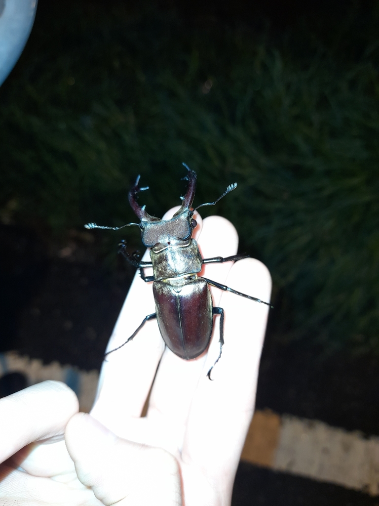 Lucanus maculifemoratus taiwanus from 地點：24.258029，121.203428 on June ...