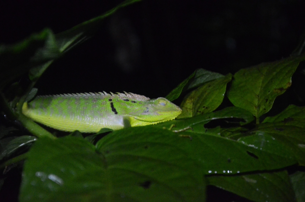 Great Crested Canopy Lizard from P9RC+X85, Balegede, Kec. Naringgul ...
