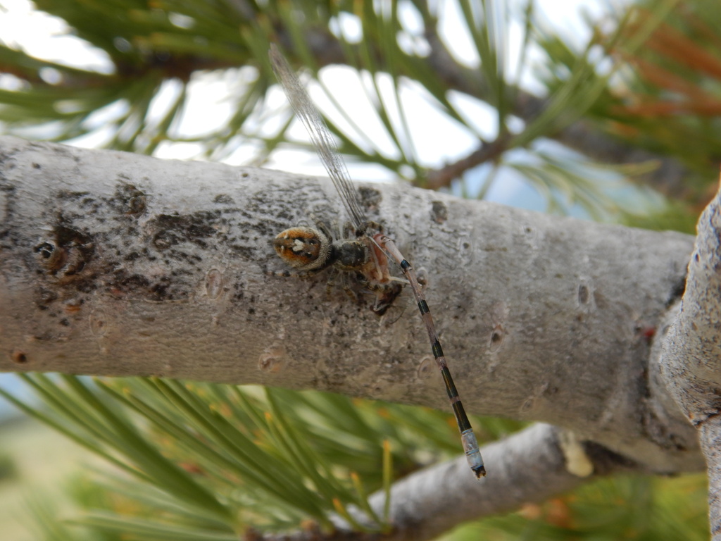 Tyrell's Tufted Jumping Spider from Fairfield, MT, US on July 17, 2018 ...