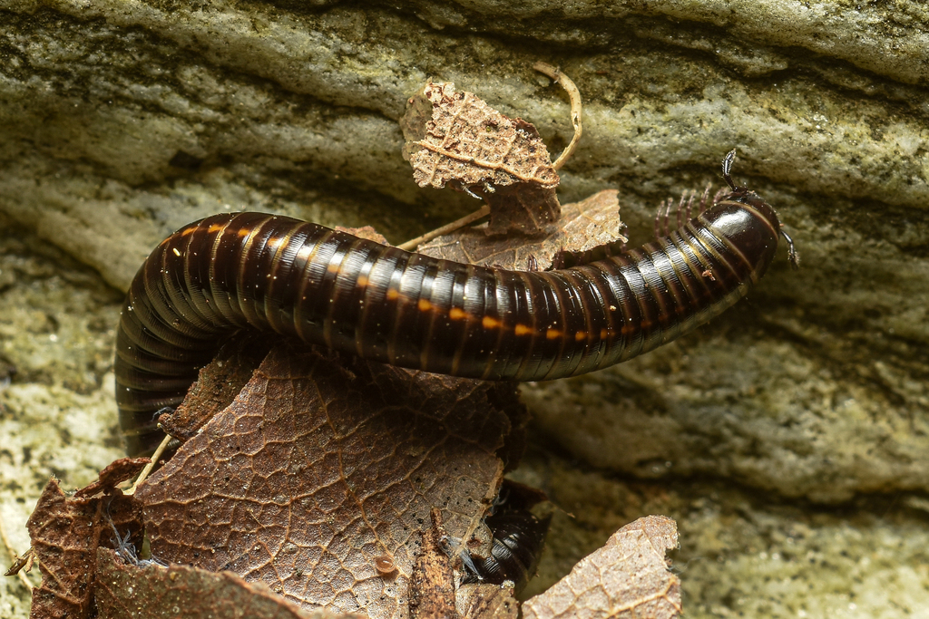 Megaphyllum from Thessalia, Greece on May 21, 2022 at 09:43 AM by ...