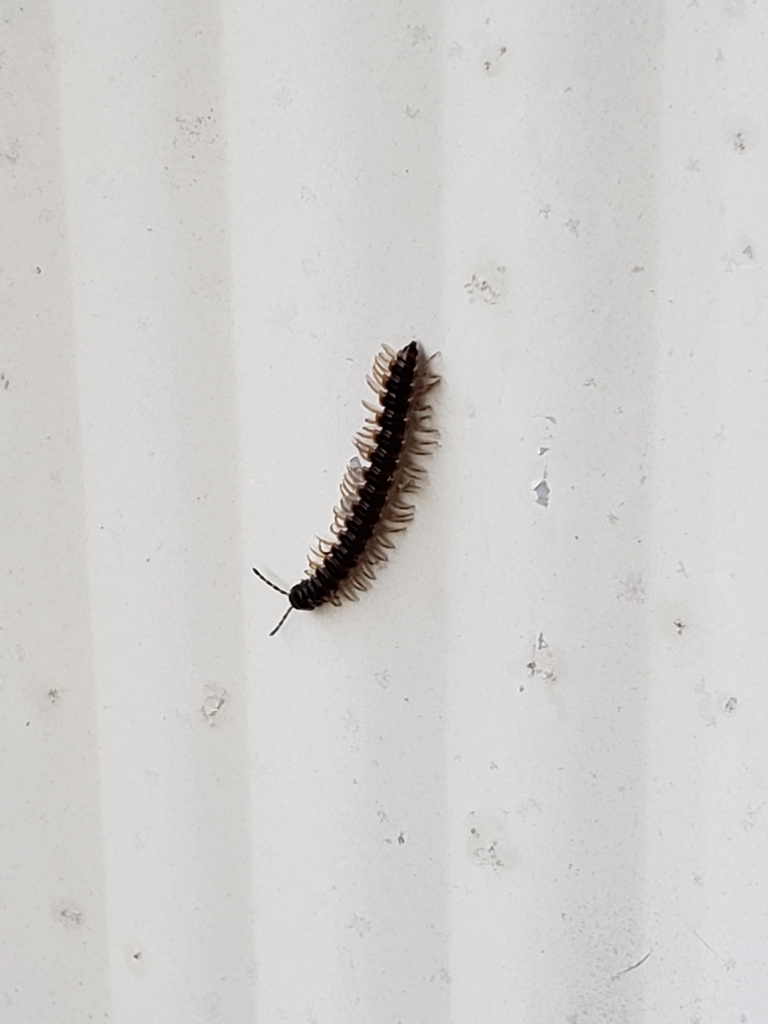 Flat-backed Millipedes from Burke County, US-GA, US on June 25, 2018 at ...