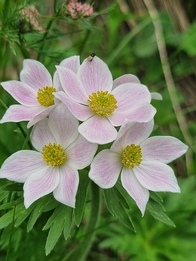 Anemonastrum fasciculatum from Респ. Северная Осетия-Алания, Россия ...