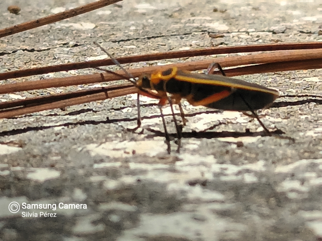 Stenomacra marginella from Santo Domingo Xenacoj, Guatemala on June 03 ...