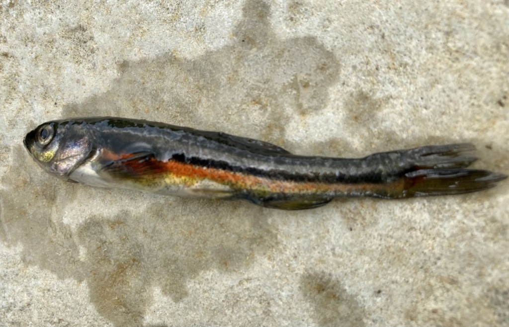 Finescale Dace from Osborne Rd, Athens, ON, CA on June 03, 2022 at 02: ...