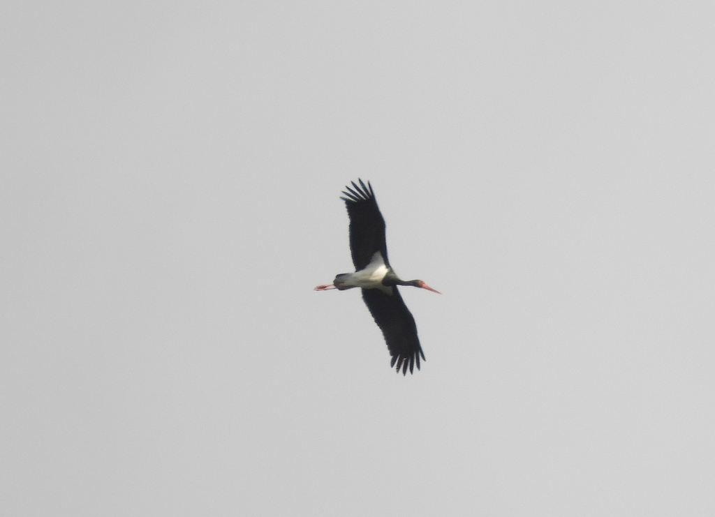 Black Stork from 24613 Aukrug, Germany on April 14, 2022 by Christian ...