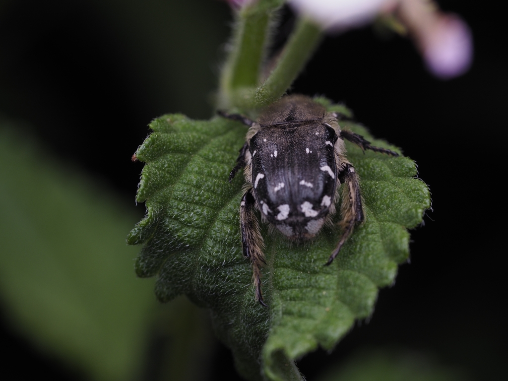 Greek Rose Chafer from Palea Fokea, Greece on June 3, 2022 at 10:52 PM ...