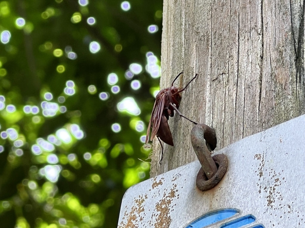 Giant Brown Paper Wasp from 指南路三段33巷, TW on May 29, 2022 at 11:42 AM by ...