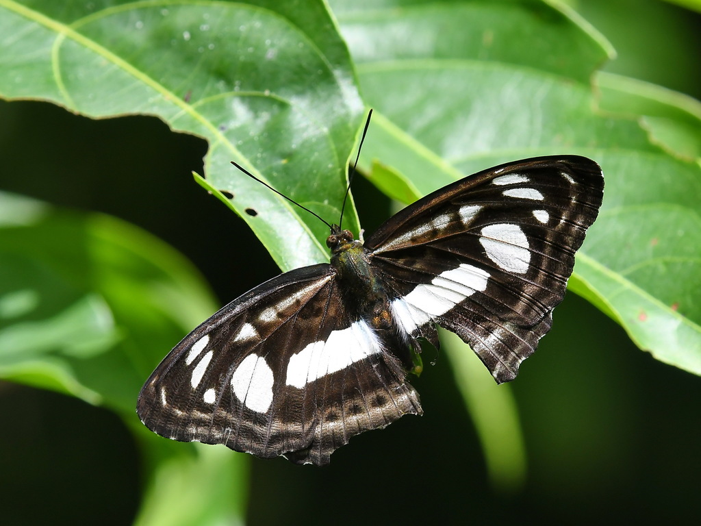 Athyma kasa from Buang, Tabaco City, Albay, Philippines on April 23 ...