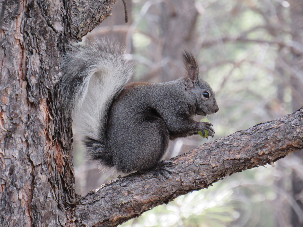 Abert's Squirrel from Kaibab National Forest, Williams, AZ, US on April ...