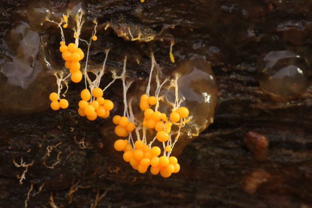 Badhamia utricularis from Birralee TAS 7303, Australia on May 19, 2022 ...