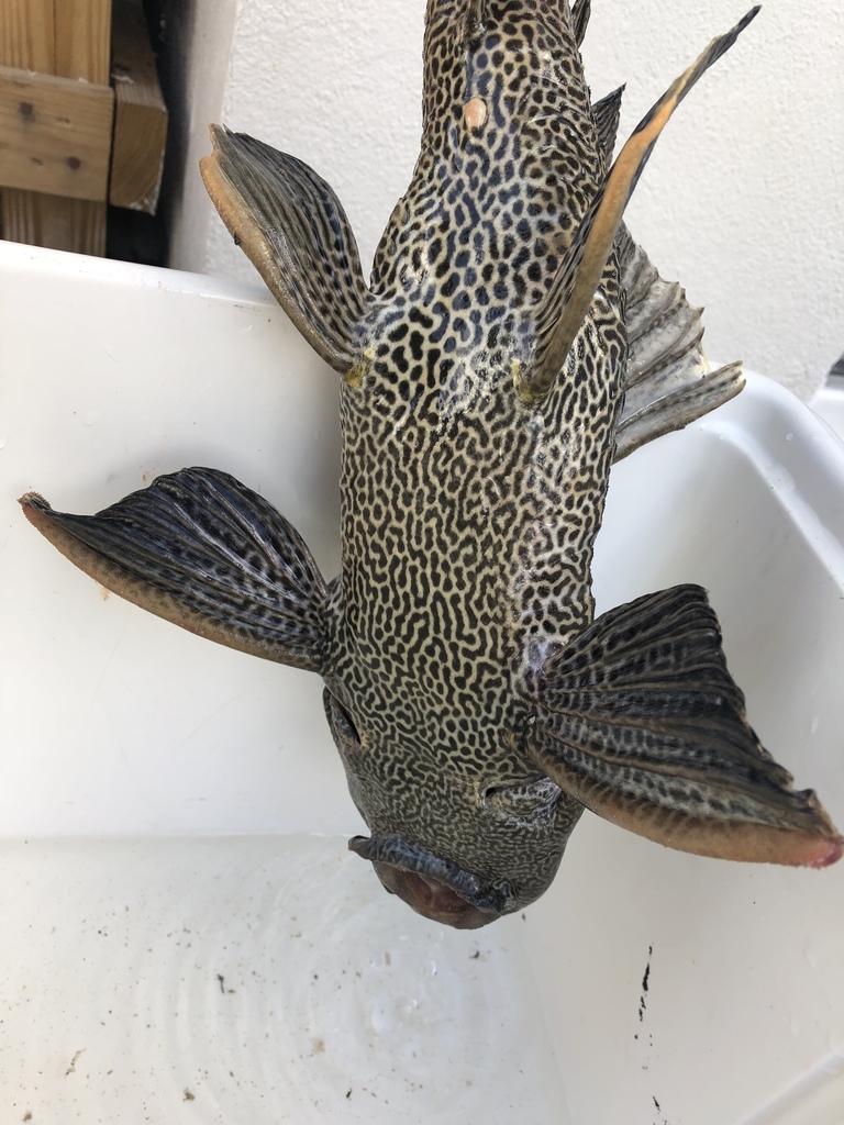 Vermiculated Sailfin Catfish from 10664 Winterview Dr, Naples, FL, US ...
