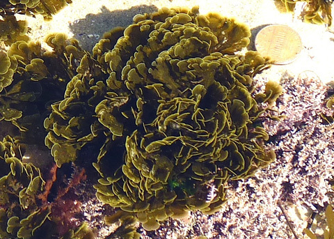 Zonaria farlowii (Rocky Intertidal Species Southern California ...