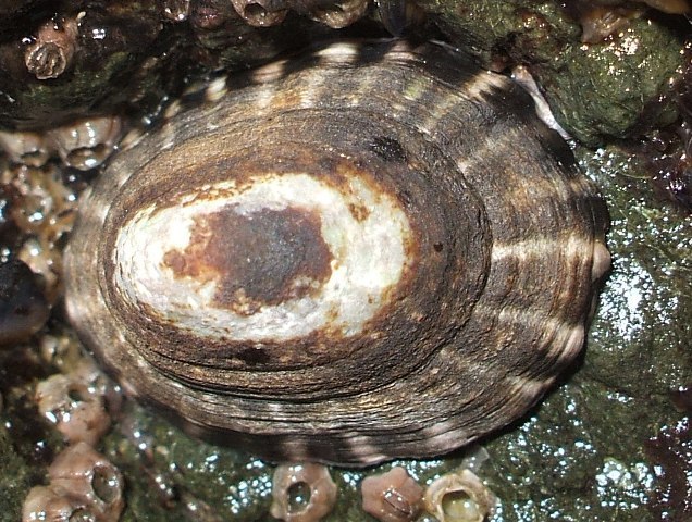Owl Limpet (Rocky Intertidal Species Southern California) · iNaturalist
