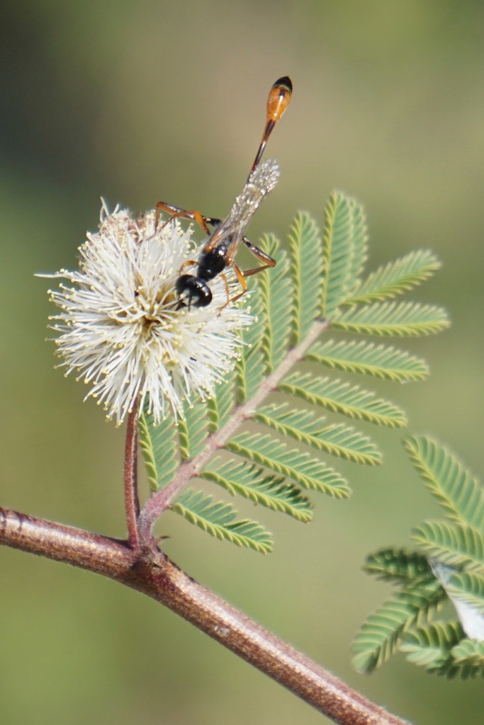 Abert's Thread-waisted Wasp from Pima County, AZ, USA on June 03, 2022 ...