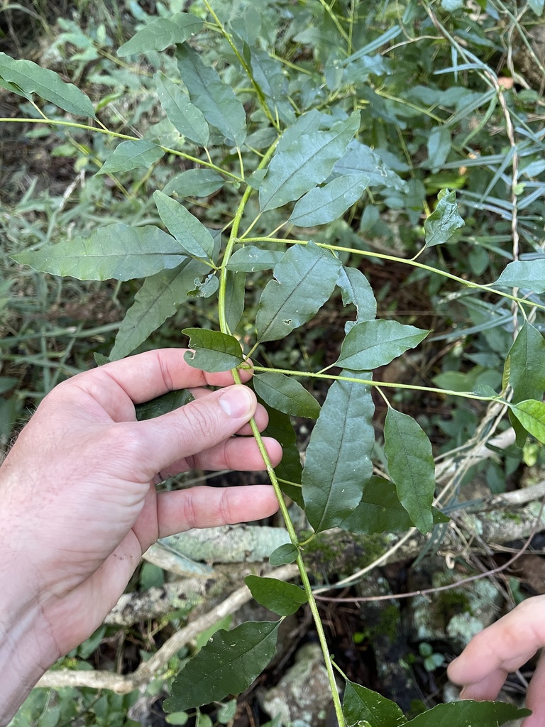 Monococcus echinophorus from Pine Mountain, QLD, AU on June 4, 2022 at ...