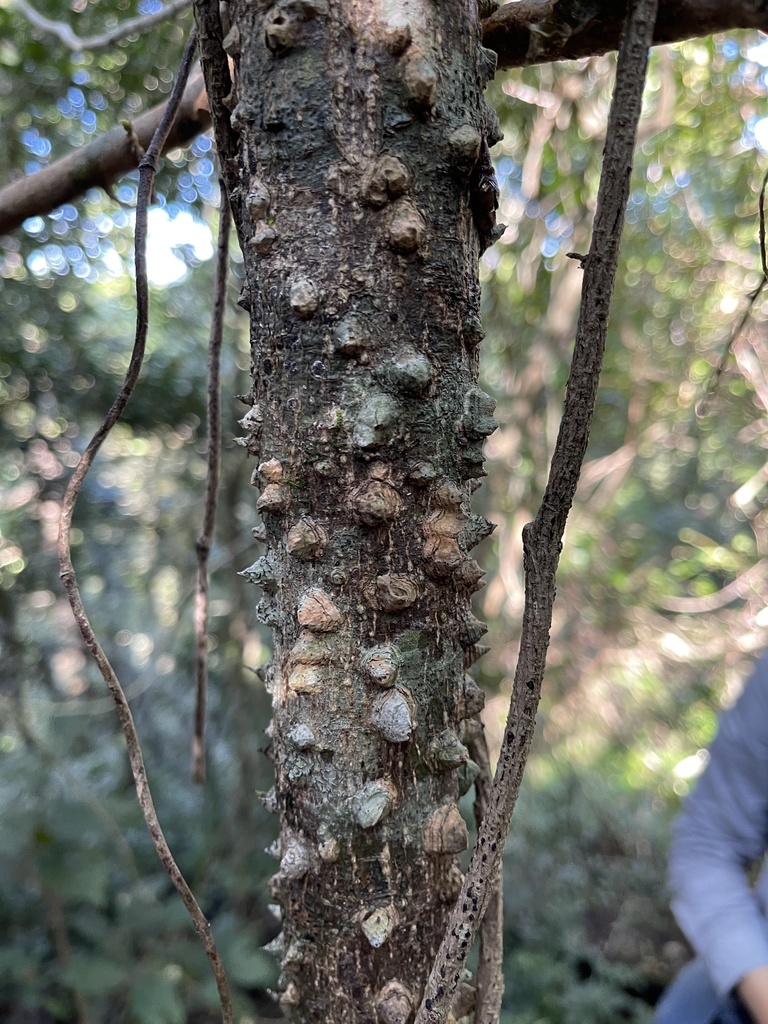 Satin Tree from Pine Mountain, QLD, AU on June 4, 2022 at 12:23 PM by ...