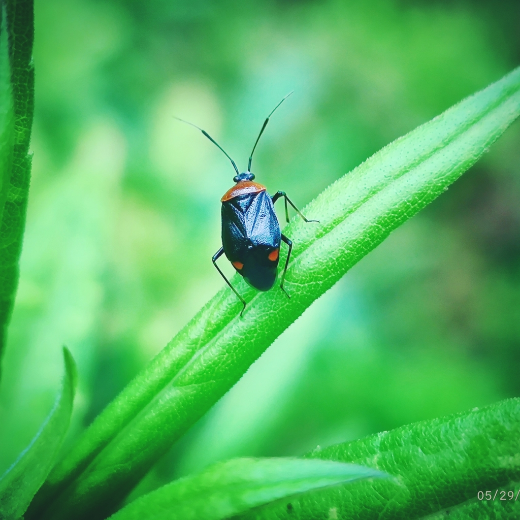 Deraeocoris ater from Hangzhou, CN-ZJ, CN on May 29, 2022 by Skitar Niu ...