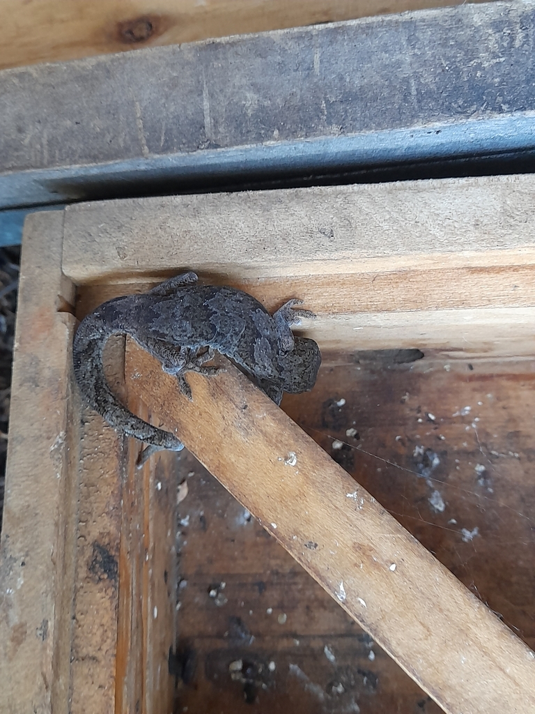 New Zealand Brown Geckos in June 2022 by Megan Sutherland · iNaturalist